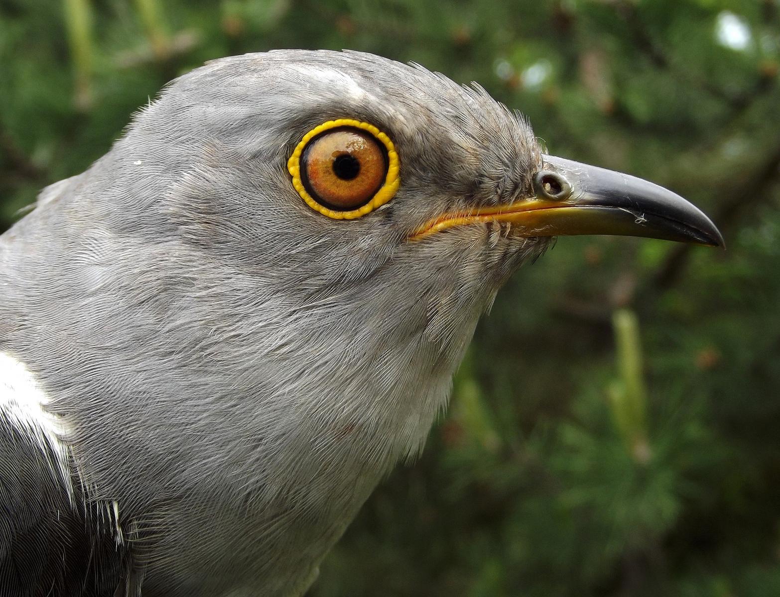 Kukučka? Parazituje na druhých, ale ani ona to nemá v živote ľahké ...