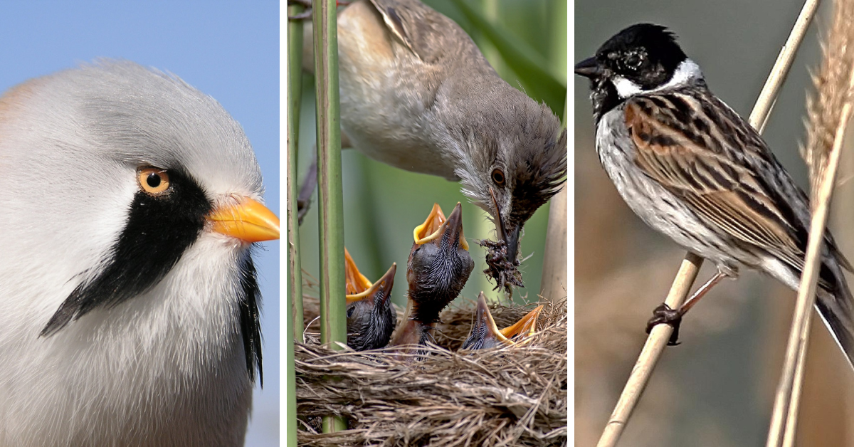 A opäť sú tu, alebo čo sa môžeme dozvedieť od vtákov | Trnavská ...